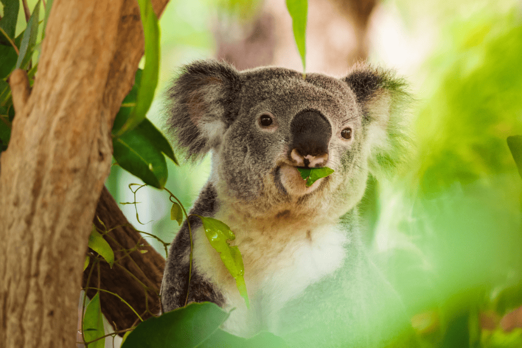 Koala Habitat Mapping - Water Technology